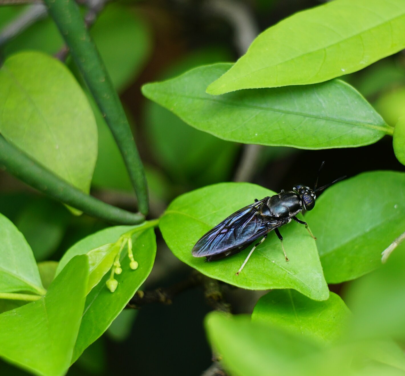 Seneca Impact Advisors - Innovative financial solutions for nature