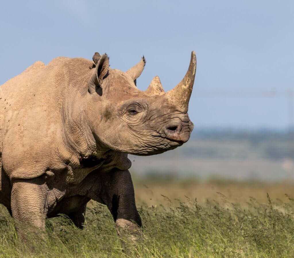 The Role of Outcome-based Financing in Conservation - Seneca Impact ...