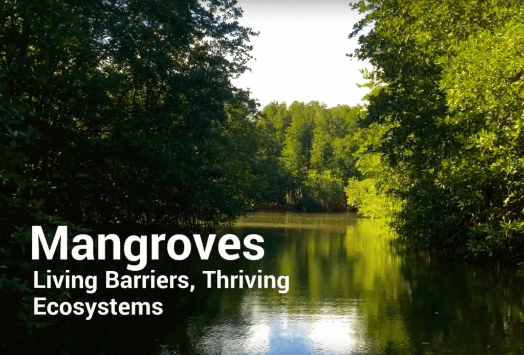 Mangroves: A Natural Asset Class for a Resilient Future - Seneca Impact ...